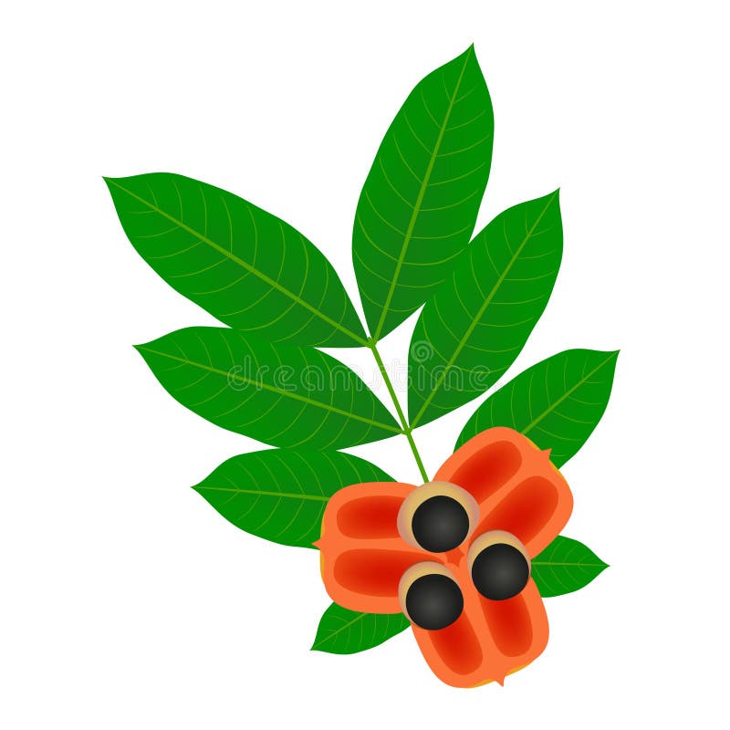 Tree Ackee Stock Illustrations – 52 Tree Ackee Stock Illustrations ...