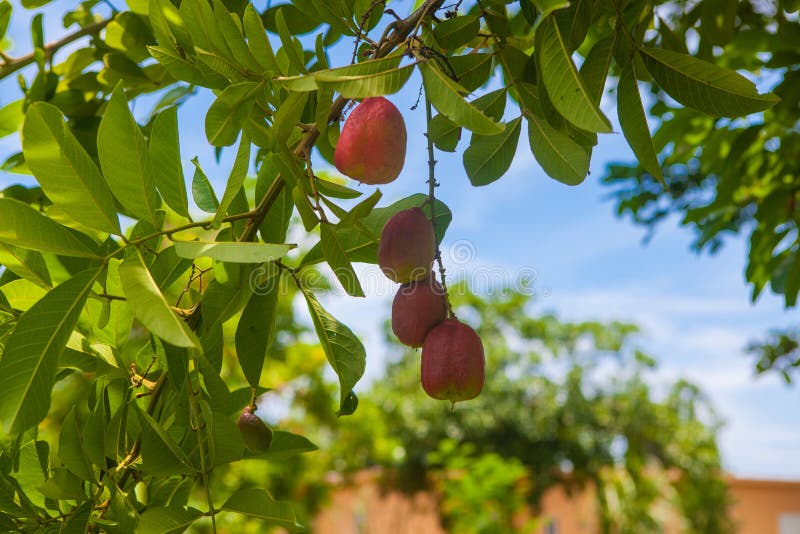 Ackee tree stock photo. Image of food, leaf, jamaican - 55389816