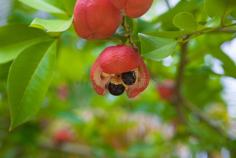Jamaican Ackee