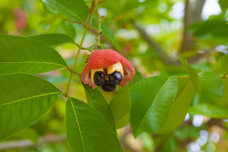 Ackee tree stock photo. Image of jamaica, poison, jamaican - 55389810