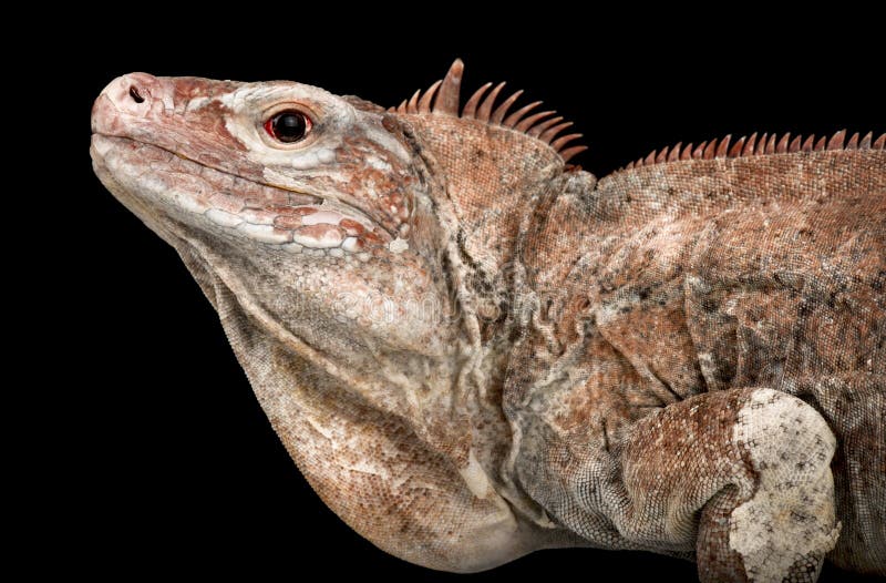 Acklins Ground Iguana Cyclura Rileyi Nuchalis Stock Photo - Image of ...