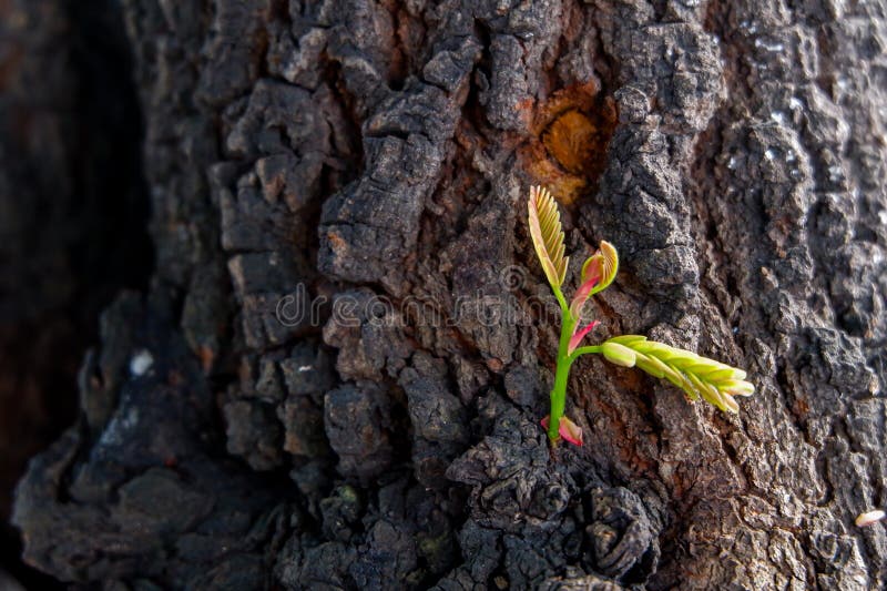 Tamarind tree texture stock photo. Image of trunk, texture - 319753422