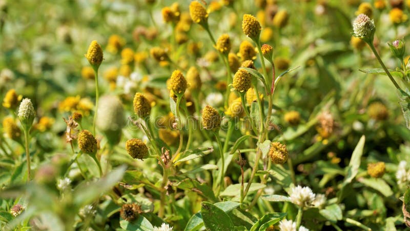 Acmella Uliginosa Also Known As Marsh Para Cress Stock Image - Image of ...