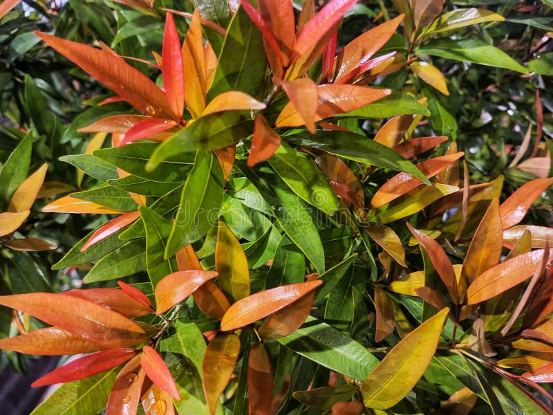 Acmena plant stock image. Image of plant, office, acmena - 223798707