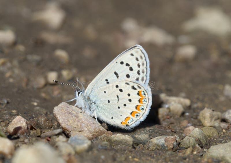 Acmon Blue Butterfly stock photo. Image of butterfly - 150456016