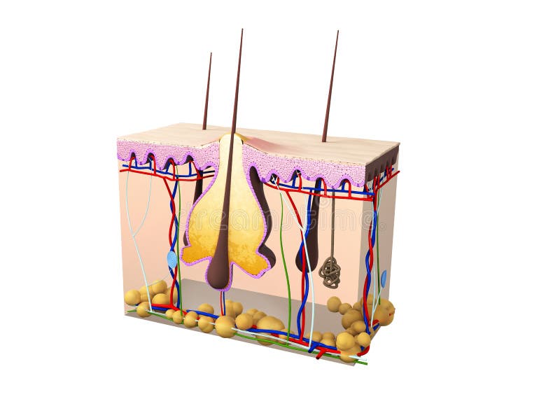 Acne illustration stock illustration. Illustration of drawing - 18584124