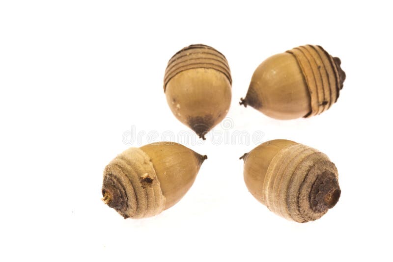 Acoms stock image. Image of fresh, margins, indoor, acorn - 26731593