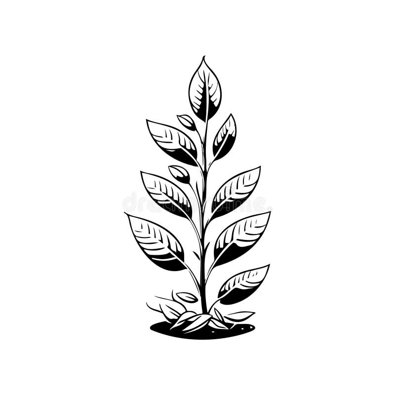 Aconite Icon Hand Draw Black Plant Logo Symbol Perfect Stock Vector ...