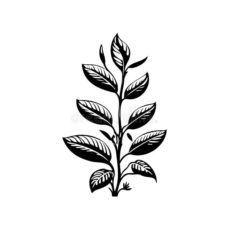 Aconite Icon Hand Draw Black Plant Logo Symbol Perfect Stock Vector ...