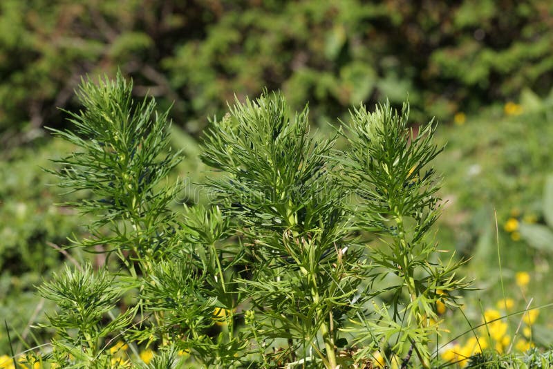 Aconite stock photo. Image of wildlife, dicotyledons - 84590460