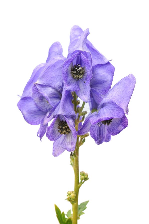 Aconito immagine stock. Immagine di fioritura, fiore - 40269035