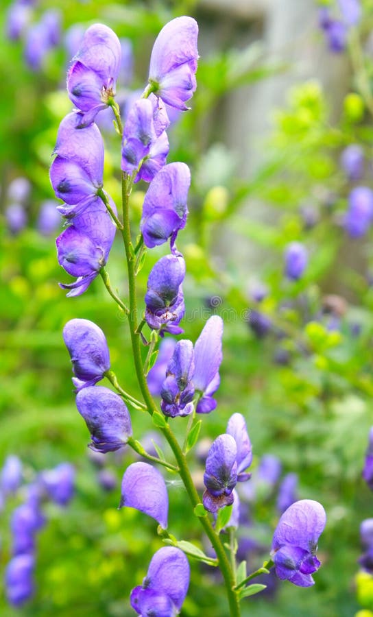 Aconitum stock photo. Image of poisons, blossom, flowers - 98315544