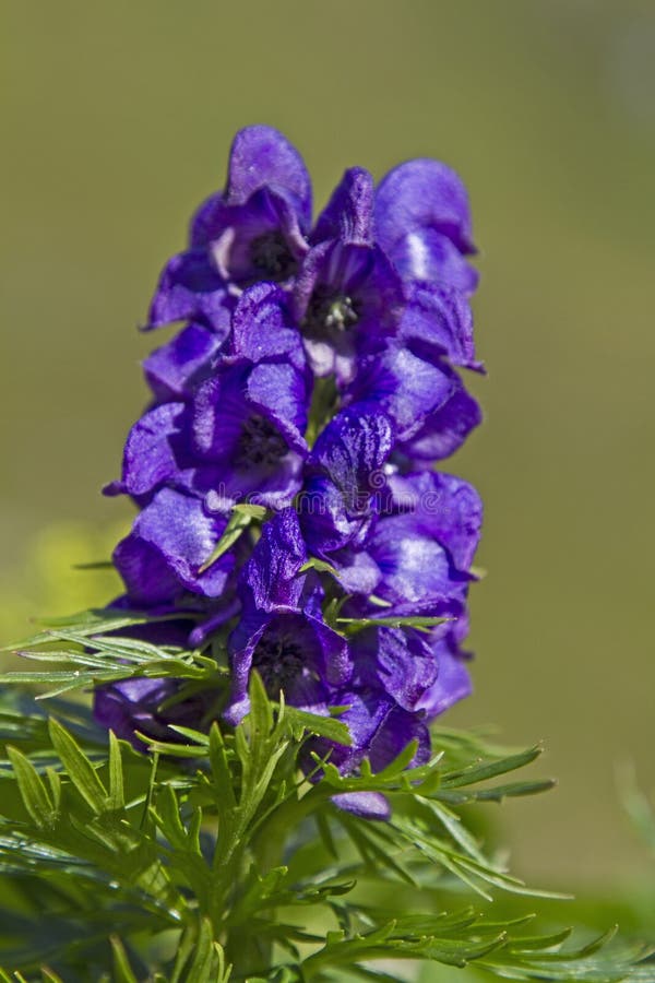 Aconitum stock photo. Image of poisons, blossom, flowers - 98315544