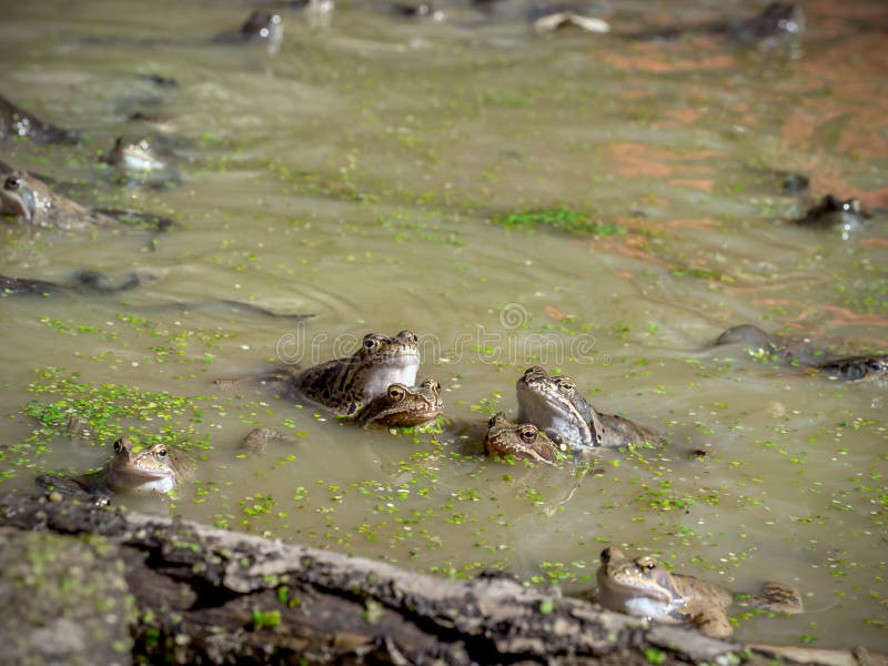 Dos Ranas Están Apareando Y Poniendo Huevo En La Fruta De Coco En El ...