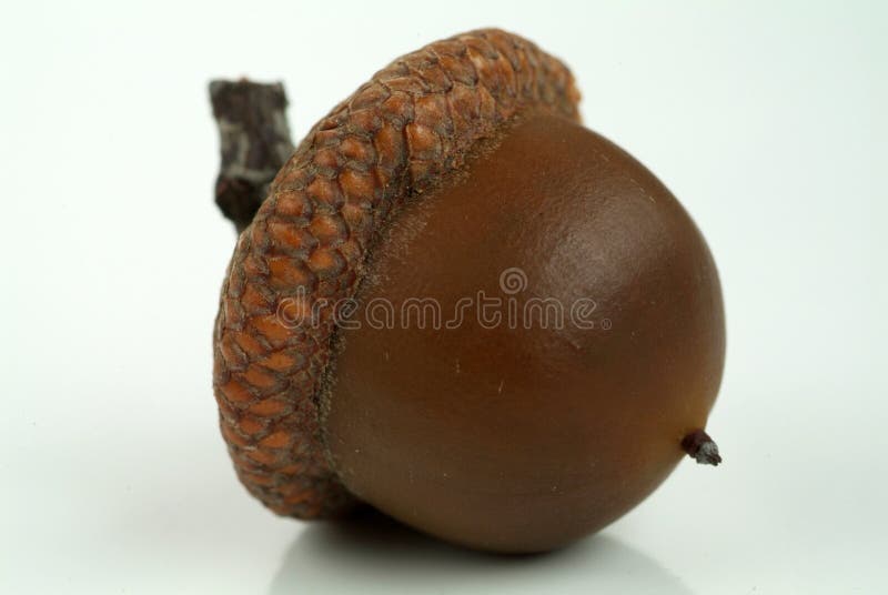 Acorn stock image. Image of nuts, forest, acorn, brown - 10512099
