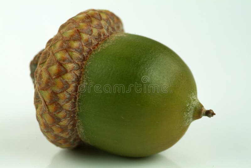 Acorn stock photo. Image of acorn, wild, brown, green - 10512128