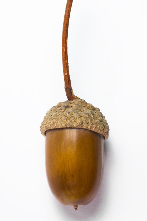 Acorn stock image. Image of acorn, september, nature - 11203909