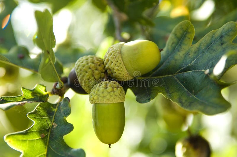 Acorns stock photo. Image of acorns, plant, nature, composition - 21158808