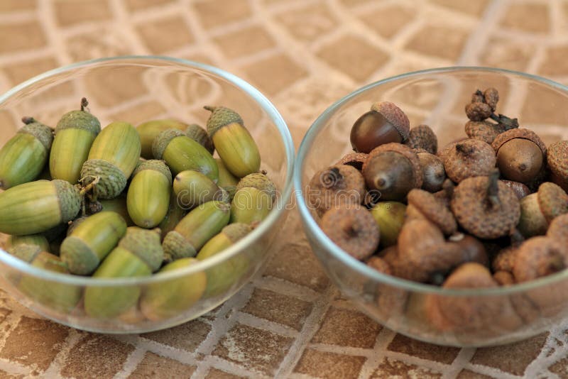Acorn stock photo. Image of autumn, fruit, shaped, cone - 11348502
