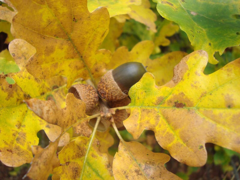 Acorn stock photo. Image of yellow, bright, object, october - 11747262