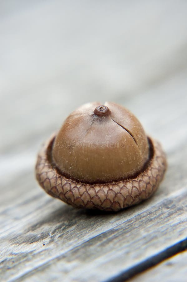 Acorn stock photo. Image of isolated, seed, brown, acorn - 12810170