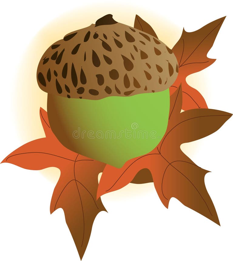 One Acorn Stock Illustrations – 583 One Acorn Stock Illustrations ...