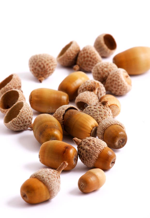 Acorn stock image. Image of acorn, macro, august, backgrounds - 16342765