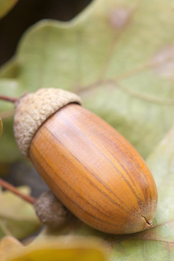 Acorn stock photo. Image of acorns, plants, plant, green - 245334
