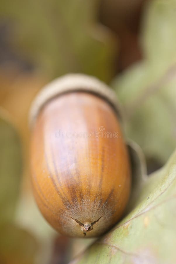 Acorn stock image. Image of veggie, closeup, acorn, gourd - 16790233