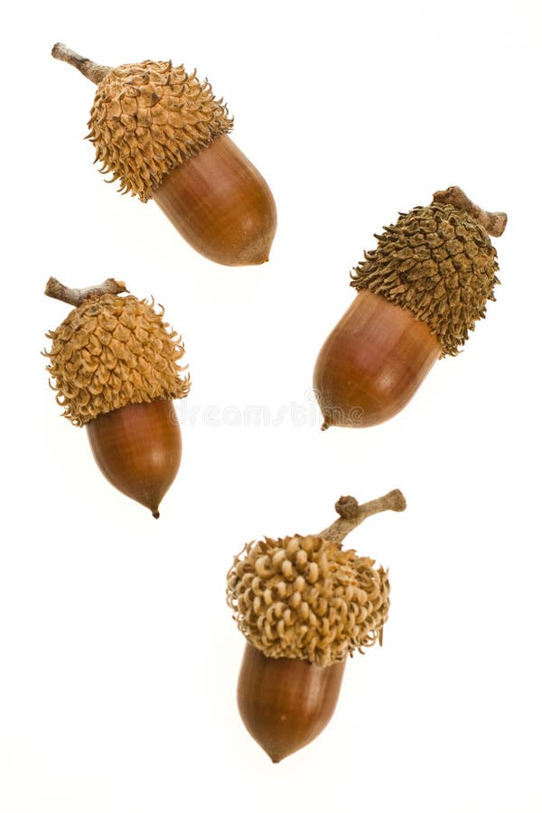Dried Lotus Seed Pod stock photo. Image of seed, flower - 26214012
