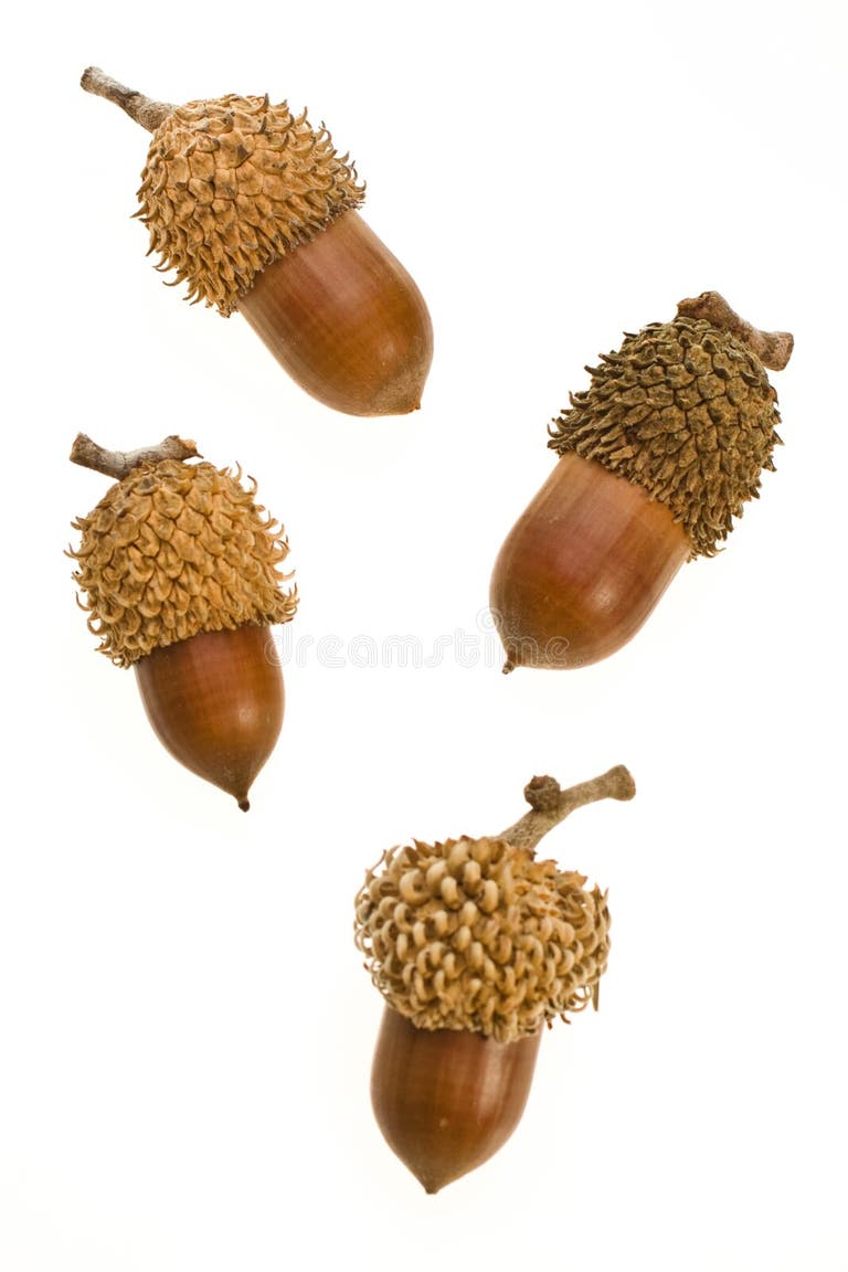174 Acorn Mature Oak Tree Stock Photos - Free & Royalty-Free Stock ...