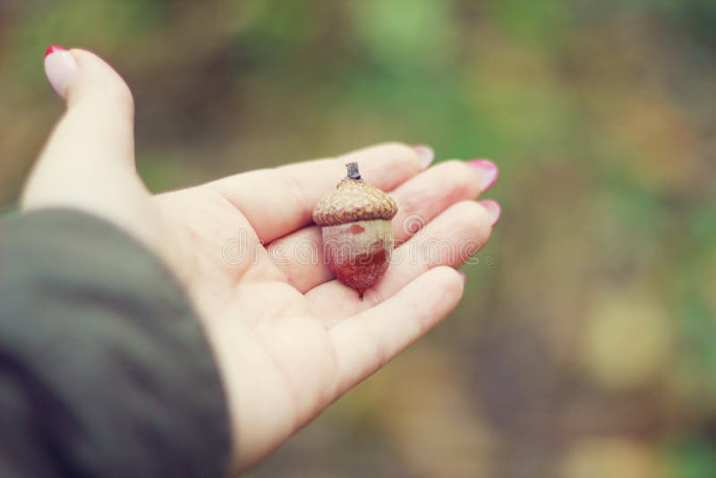 Acorn stock photo. Image of object, growth, nature, seed - 21863626