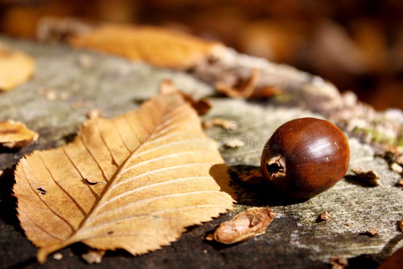 Acorn stock image. Image of fall, october, autumn, brown - 22658061