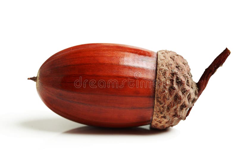 Red oak acorn stock image. Image of acorn, white, isolated - 27025845