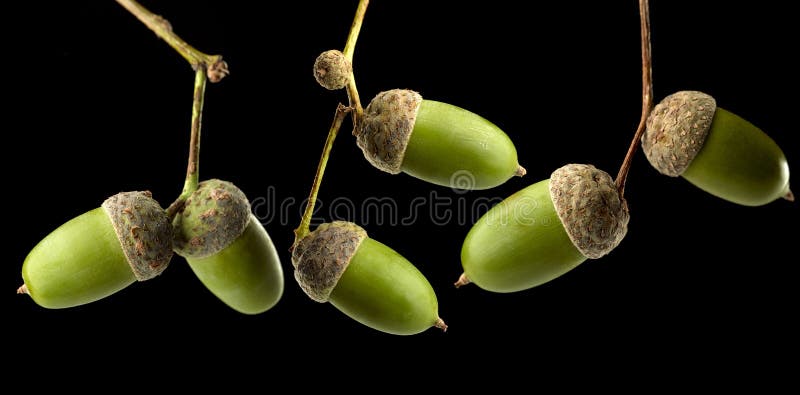 Acorn stock photo. Image of hanging, fruit, dark, stem - 2757624