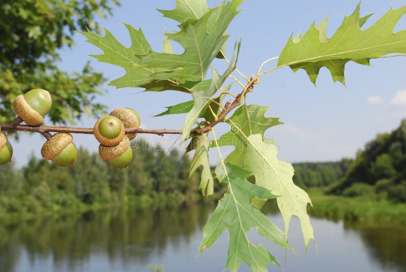 Acorn stock photo. Image of locations, attribute, organism - 37688304