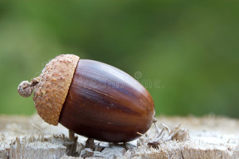 Acorn stock photo. Image of nutrient, object, green, shell - 4902558