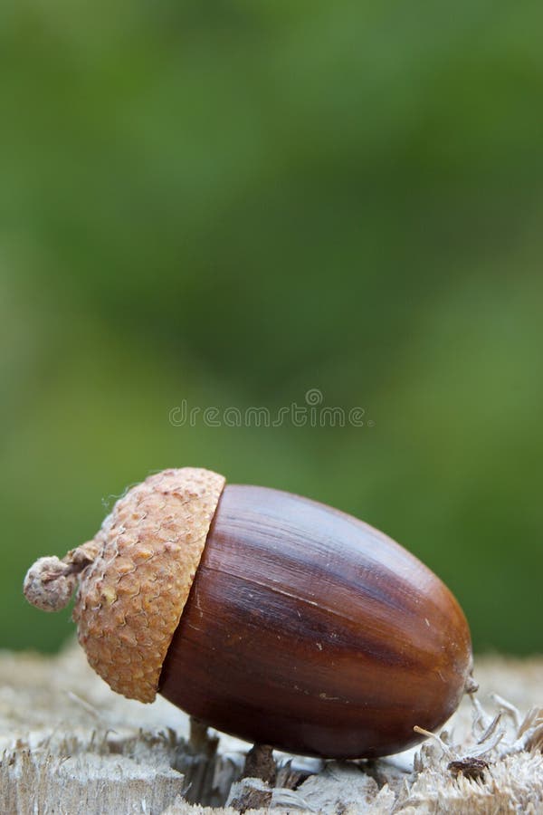 Acorn stock image. Image of alone, close, acorn, lone - 4902565