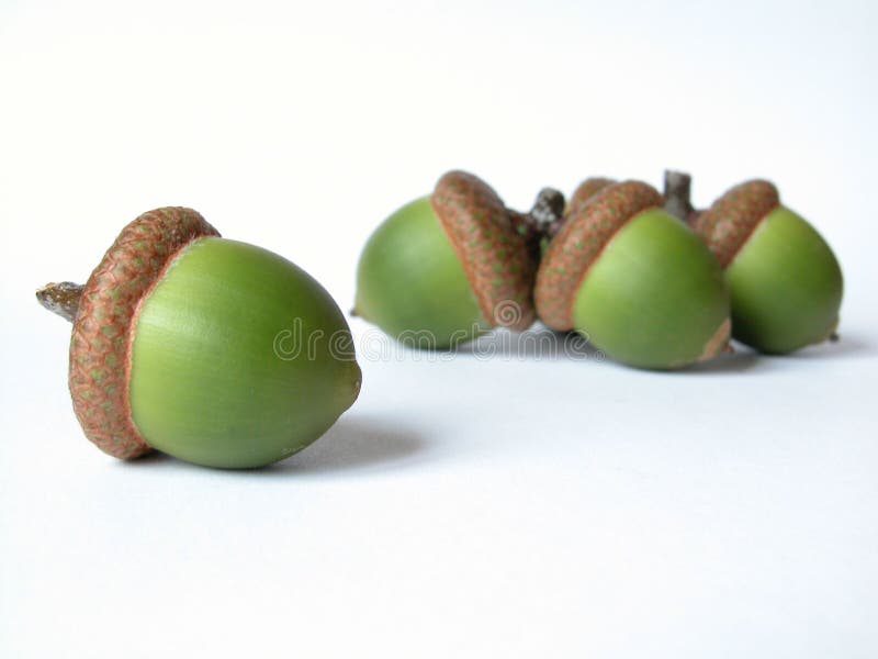 Acorn stock image. Image of isolated, nuts, acorns, stack - 52547