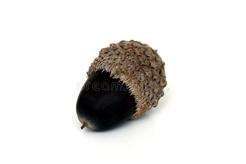 Acorn Picture. Image: 6639185