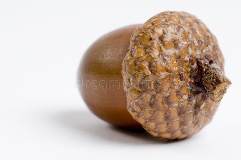 Three acorns stock photo. Image of isolated, close, food - 3572988