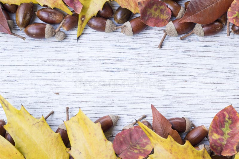 Acorn border frame stock image. Image of fall, botanic - 77747637