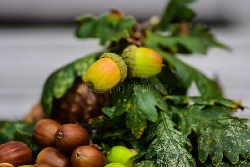 Acorn autumn stock photo. Image of season, hidden, edible - 78550204