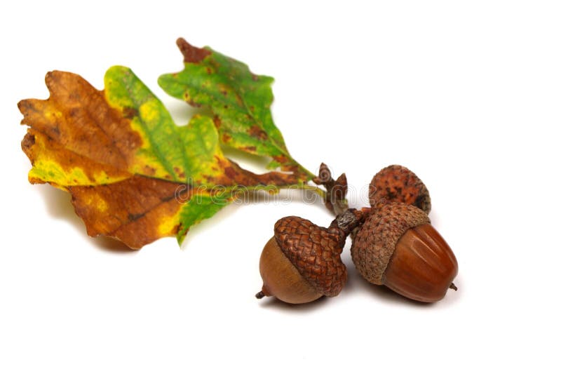 Acorn background stock photo. Image of season, leaves - 11008182