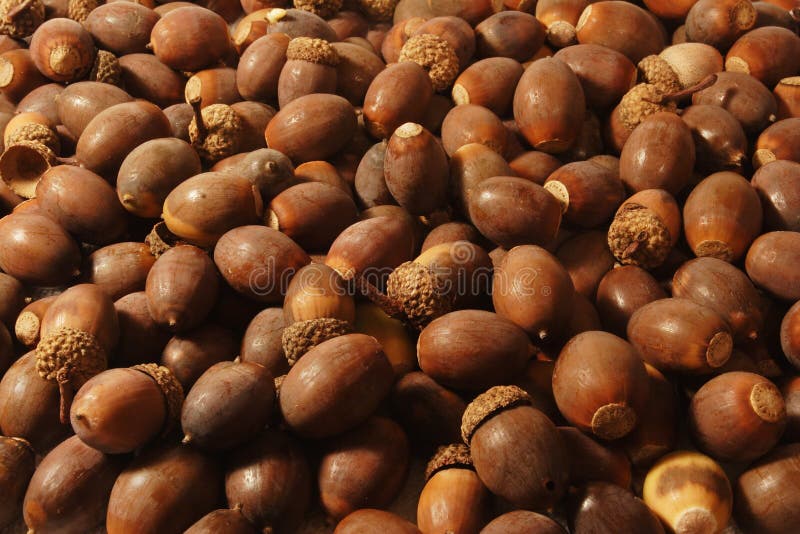 Acorn Background stock photo. Image of nature, earthy, brown - 663282