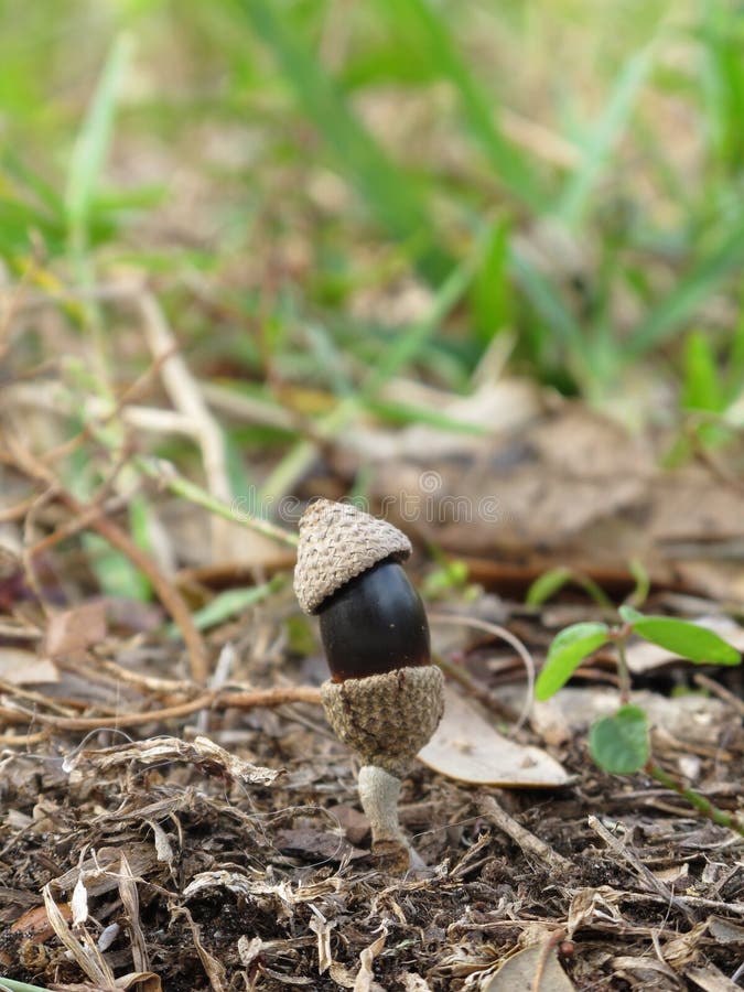 Acorn in balance stock photo. Image of acorn, twig, plant - 12345996