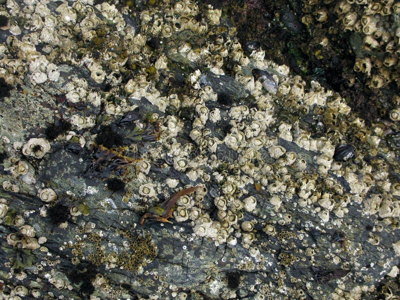 Acorn barnacle stock photo. Image of wildlife, animal - 19397850