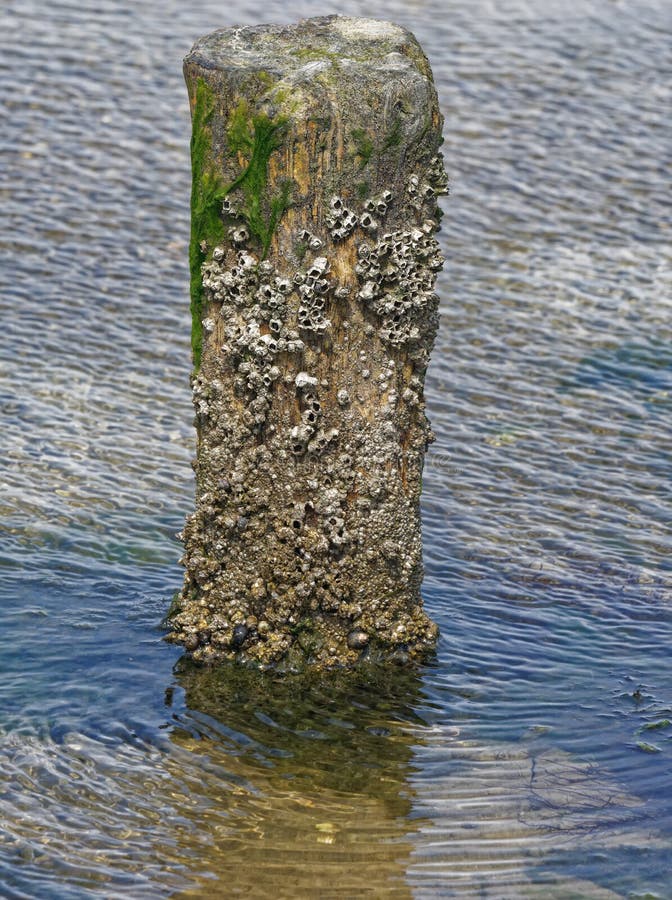 Acorn Barnacle,Semibalanus Balanoides Stock Image - Image of gemeine ...