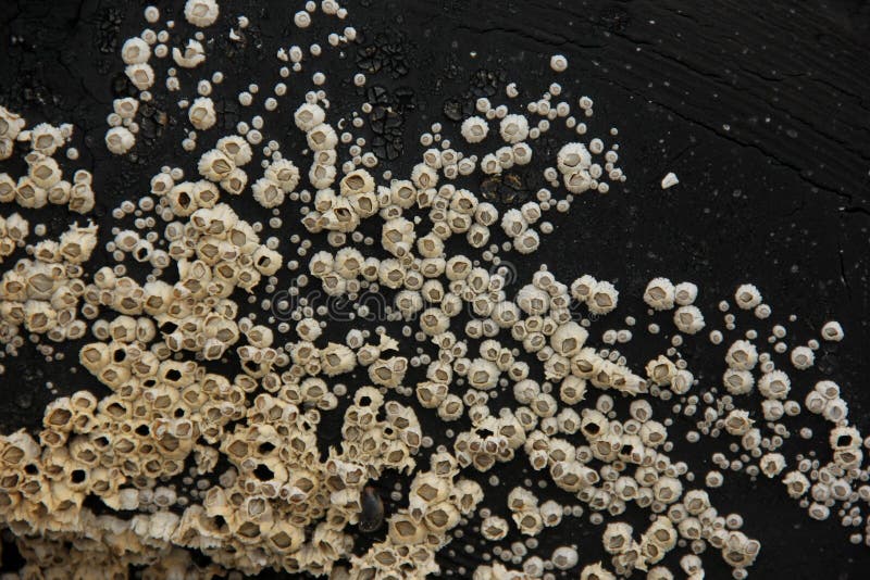 Mimic Octopus on Muck Sand Bottom Stock Photo - Image of sulawesi ...