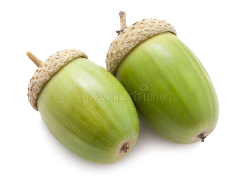 Acorn stock image. Image of object, forest, natural, food - 36041849